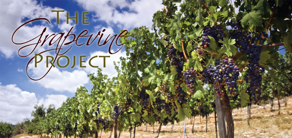 Sponsor a Grapevine in the Negev Desert of Israel