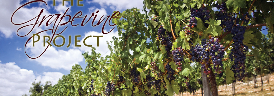 Sponsor an Olive Tree in Israel