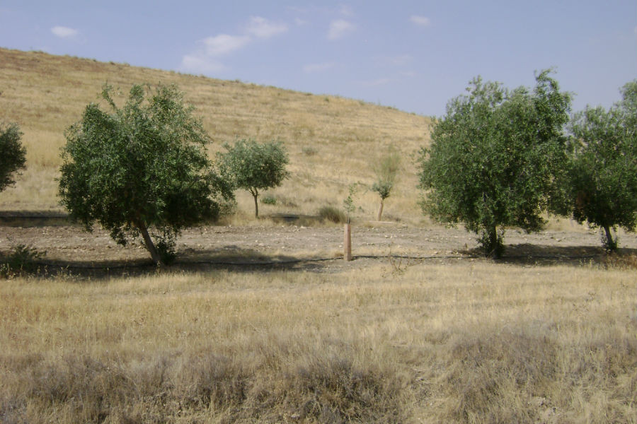 Moshav Rotem - Sponsor an Olive Tree in Israel