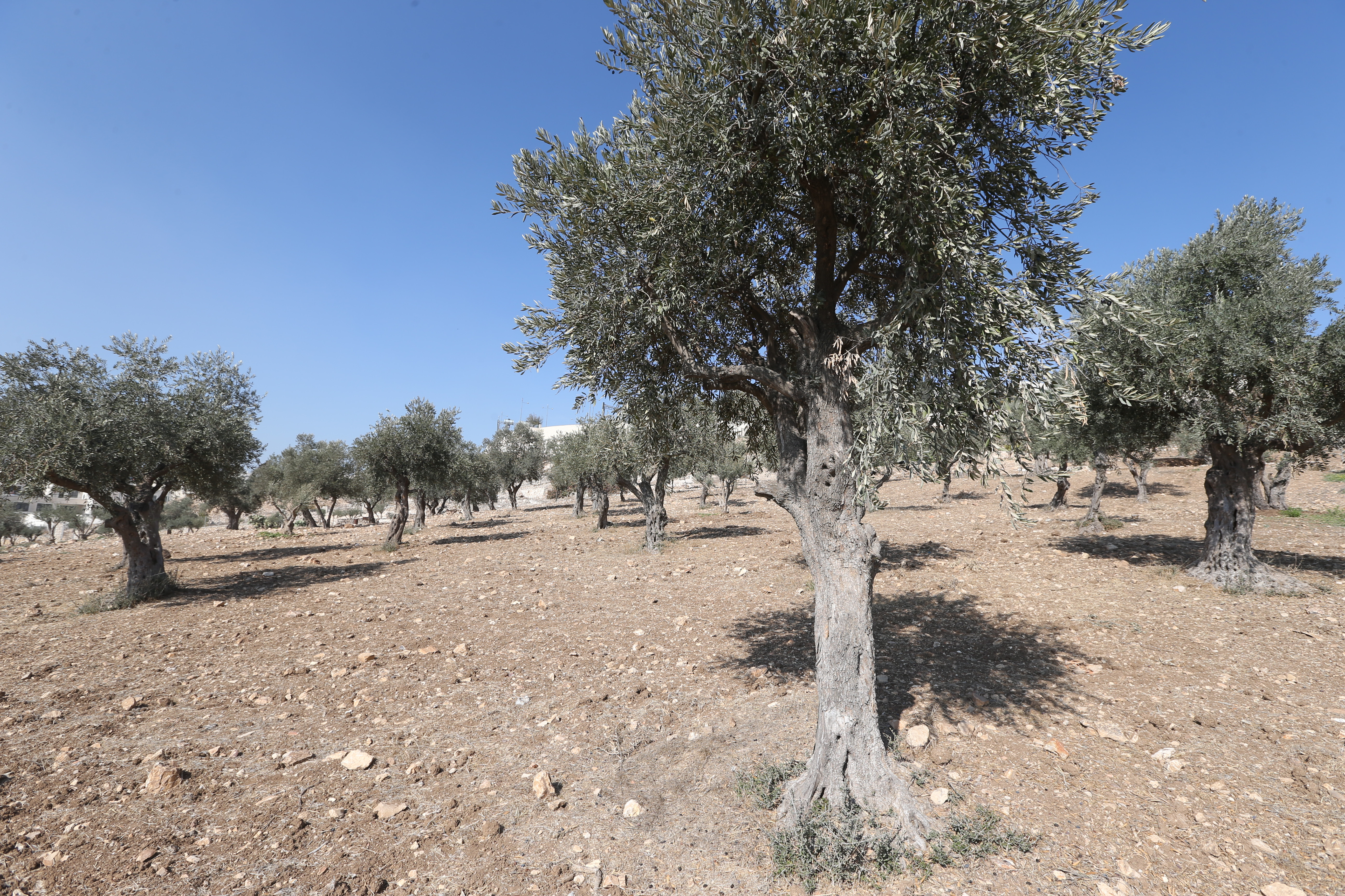 Sponsorship of One Olive Tree | 10-15 year old in King's Valley ...