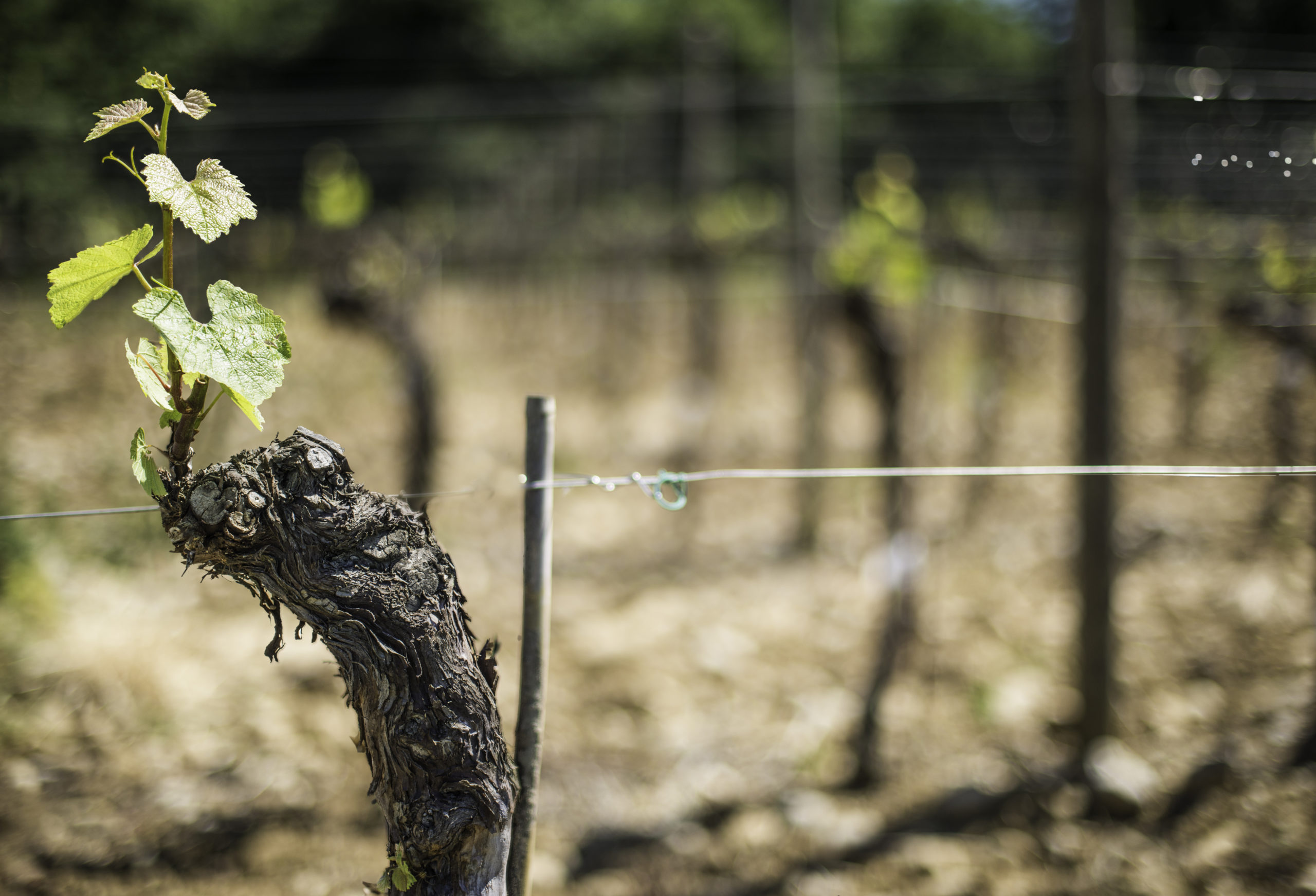 Grapevine in the Negev - Sponsor an Olive Tree in Israel