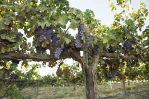 Why Should You Sponsor a Grapevine in the Israeli Desert? - Sponsor an ...