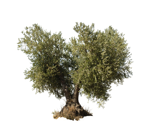 One Million Olive Trees | Bringing agriculture to a barren wasteland