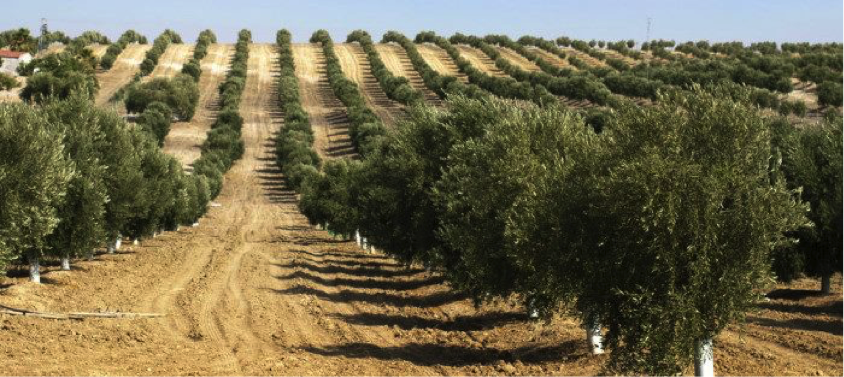 Why Sponsor an Olive Tree in Israel?
