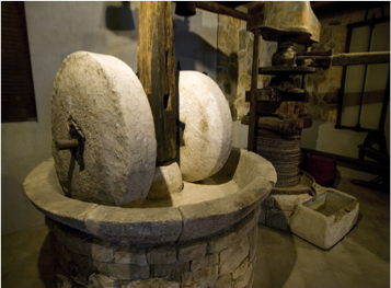 My Olive Tree: Making Olive Oil - Sponsor an Olive Tree in Israel