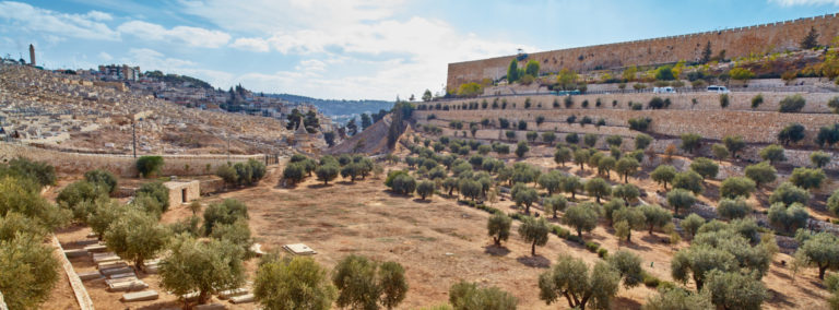 Why Sponsor an Olive Tree in Israel?