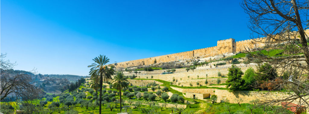 How to Leave a Lasting Legacy in Israel - Sponsor an Olive Tree in Israel