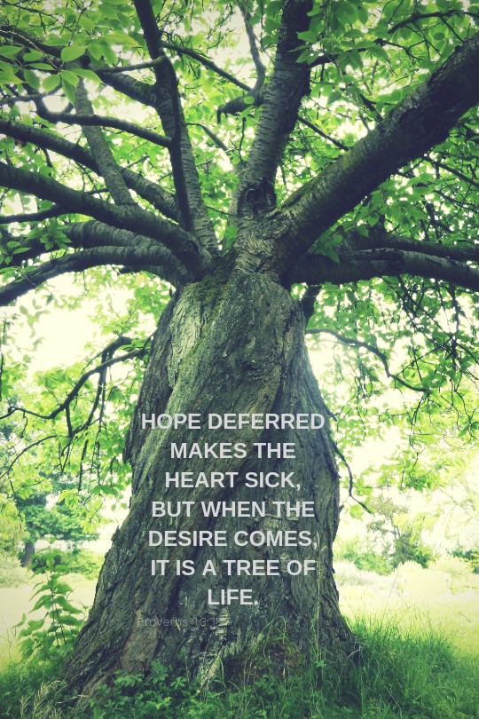 Rest in Hope - Sponsor an Olive Tree in Israel